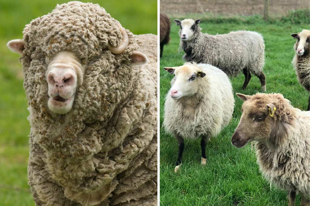 27 Types of Wool Fabric & What is Wool, Best Fabric Guide | TREASURIE