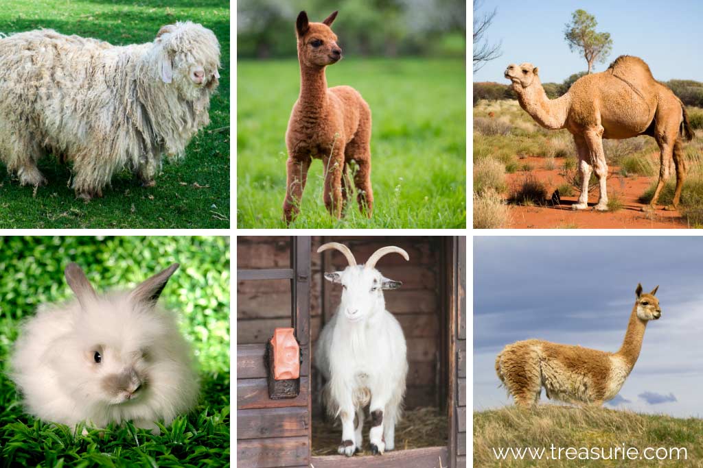 27 Types of Wool Fabric & What is Wool, Best Fabric Guide | TREASURIE